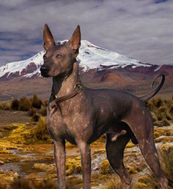 Peruvian Hairless Dog - The Breed Archive