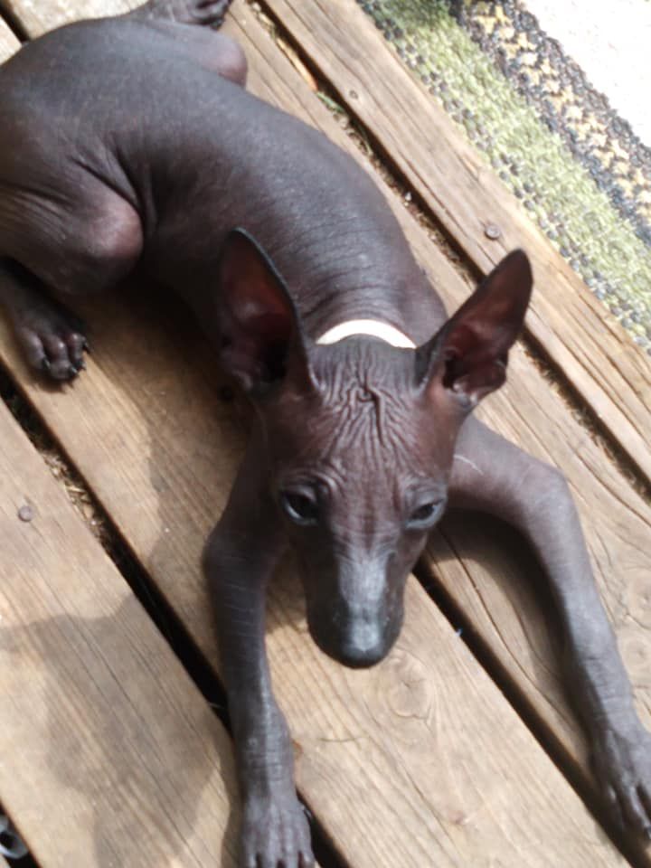 Peruvian Hairless Dog - The Breed Archive