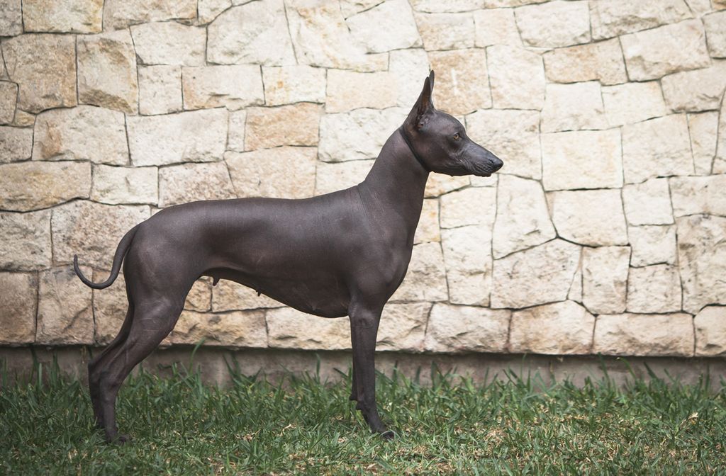 Peruvian Hairless Dog - The Breed Archive