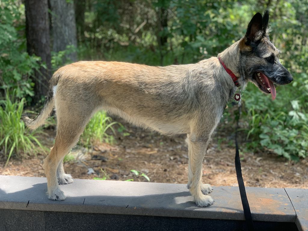 Peruvian Hairless Dog - The Breed Archive