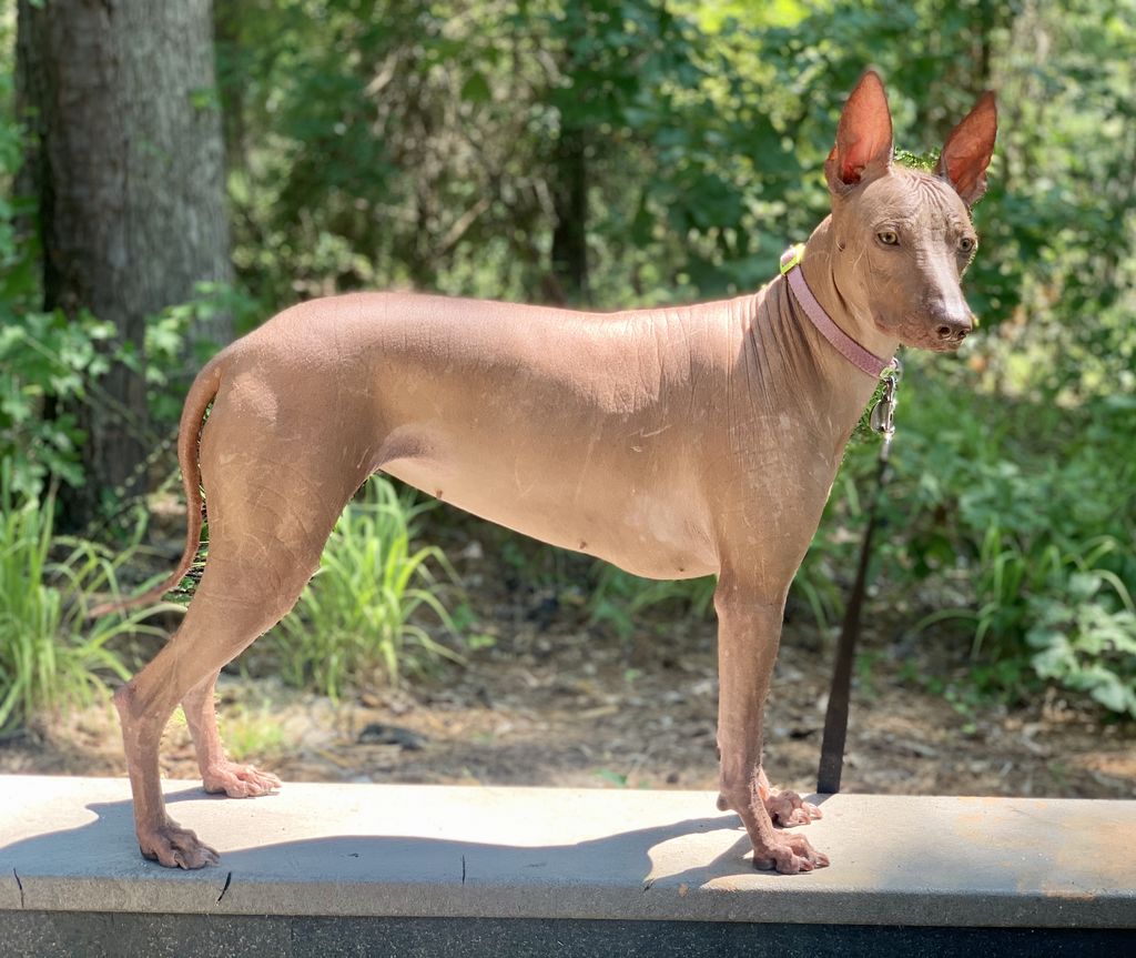 Peruvian Hairless Dog - The Breed Archive