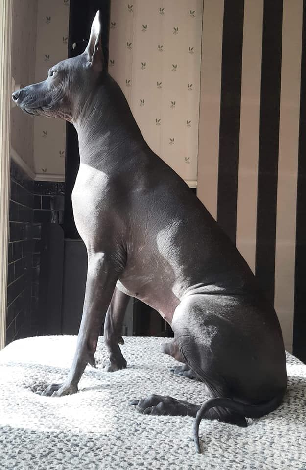 Peruvian Hairless Dog - The Breed Archive