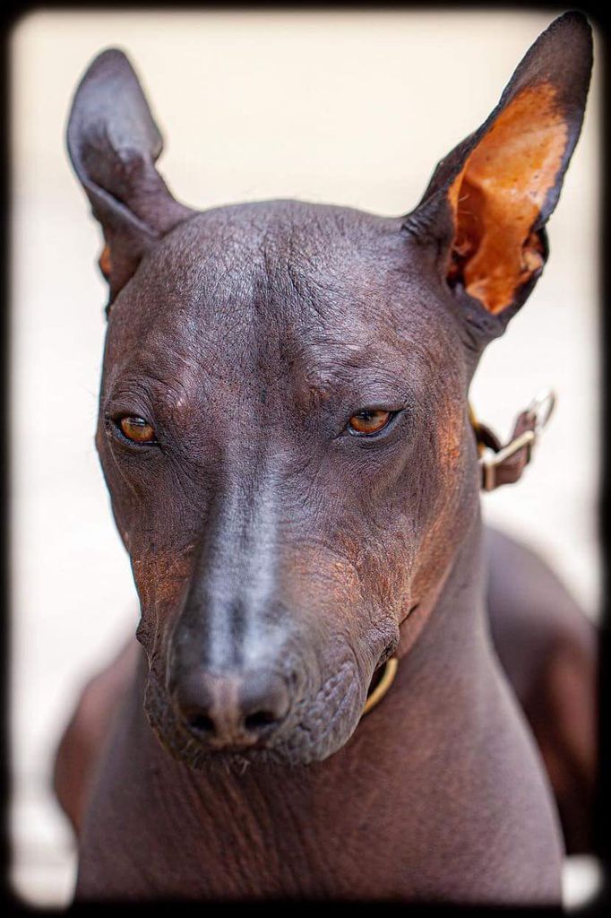 Peruvian Hairless Dog - The Breed Archive
