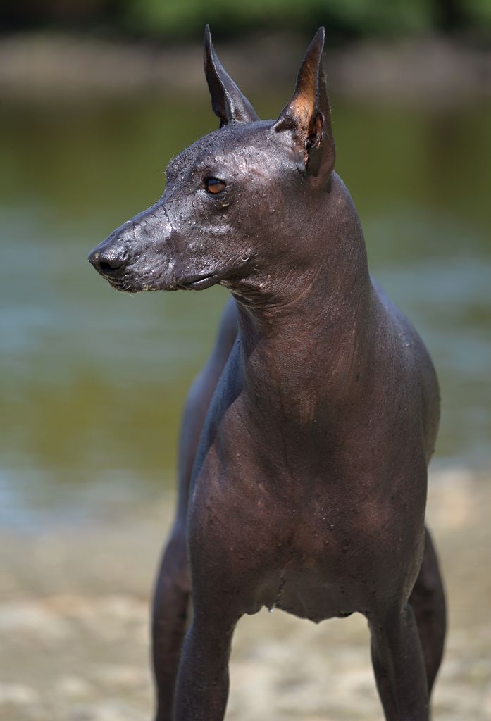 Peruvian Hairless Dog - The Breed Archive