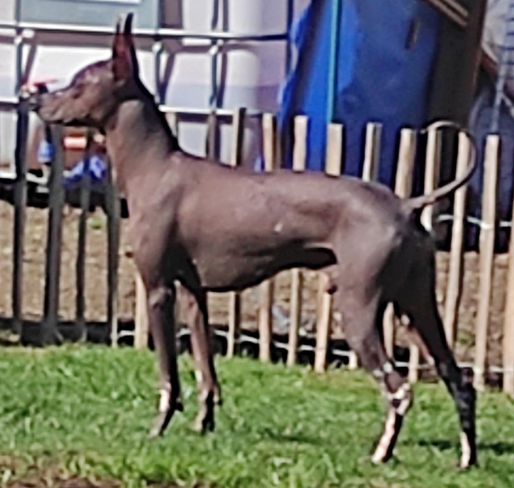 Peruvian Hairless Dog - The Breed Archive
