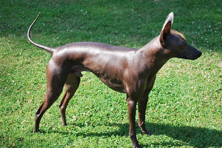Peruvian Hairless Dog - The Breed Archive